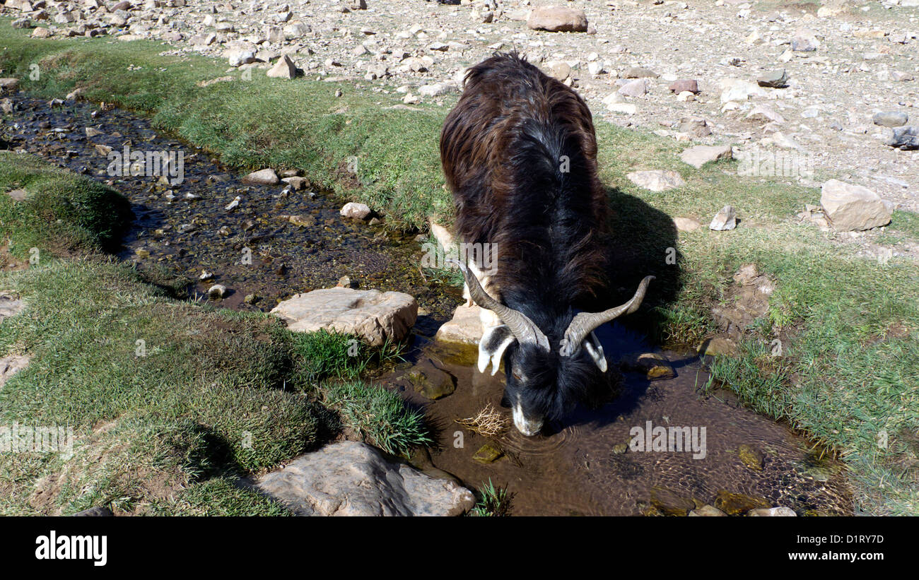 Goat drinking from stream hi-res stock photography and images - Alamy