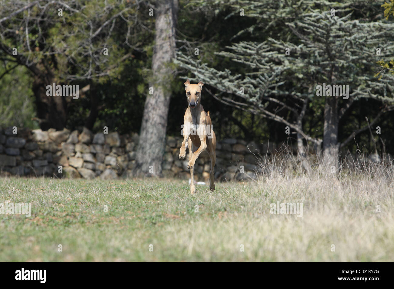 Dog Sloughi / Berber Greyhound adult running Stock Photo - Alamy
