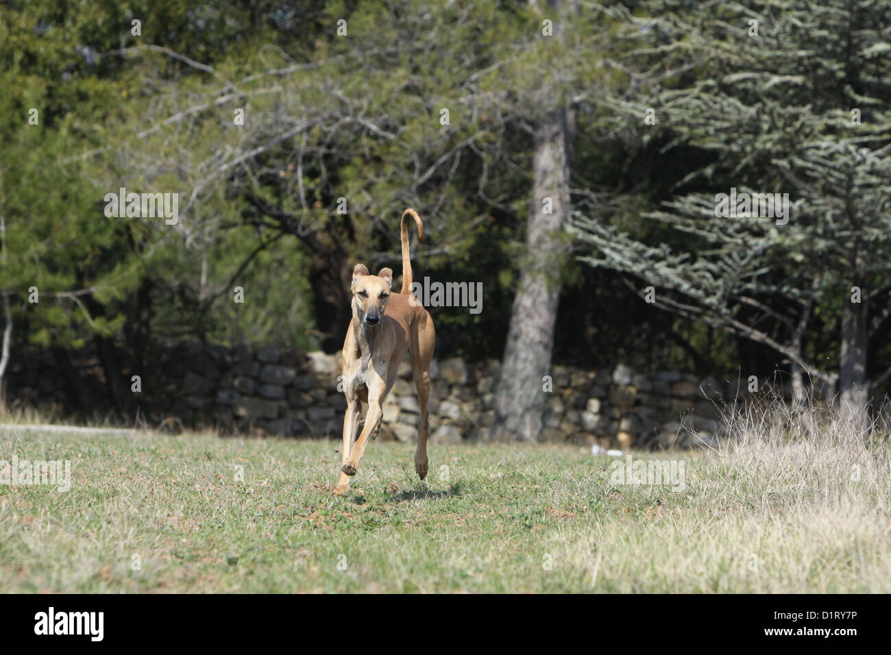 Dog Sloughi / Berber Greyhound adult running Stock Photo - Alamy