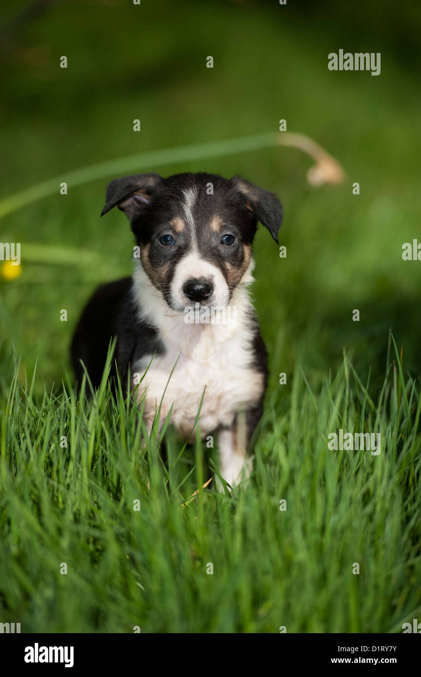 Young Border Collie puppy playing outside on grass for first time Stock ...