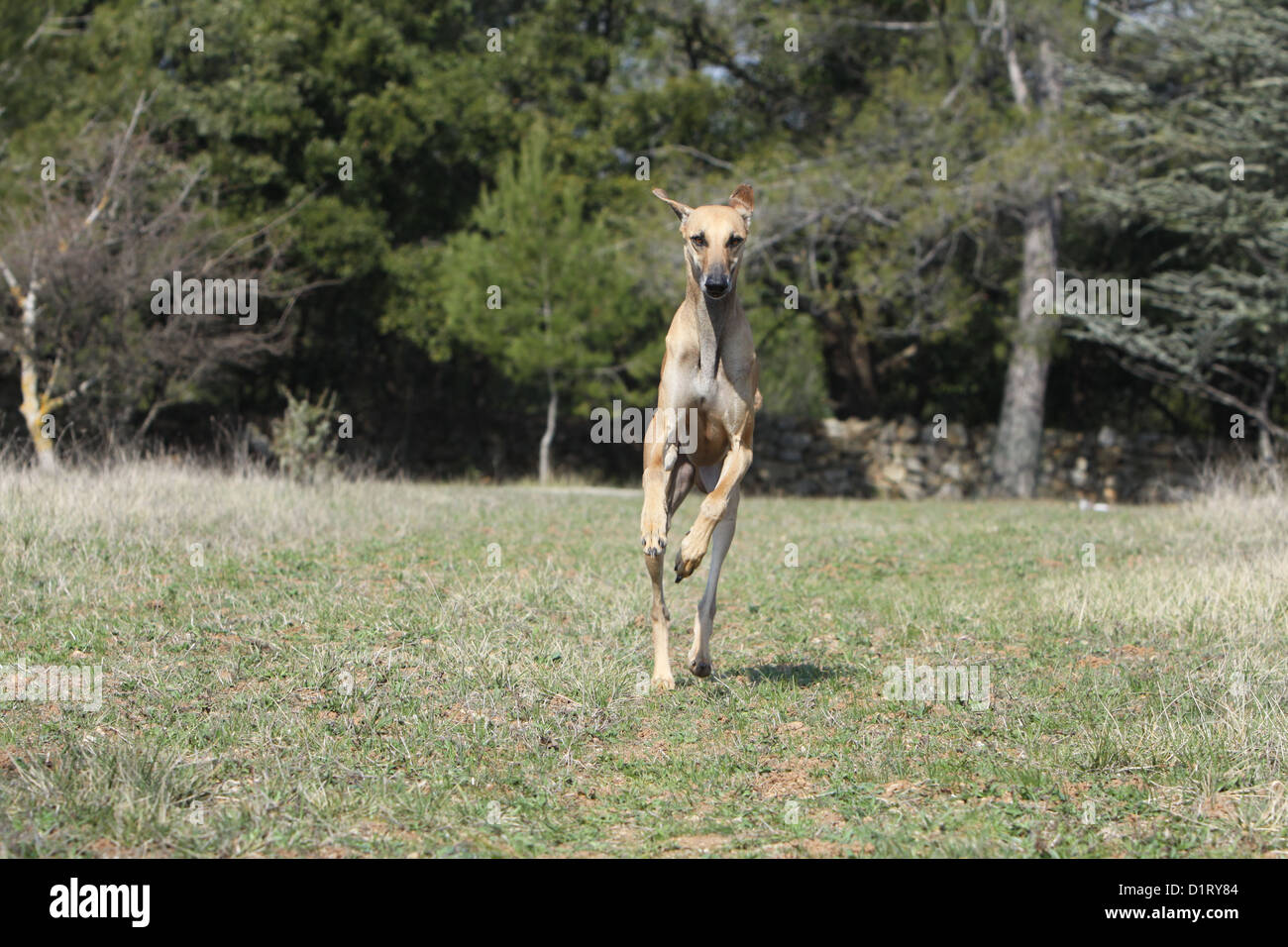 Dog Sloughi / Berber Greyhound adult running Stock Photo - Alamy
