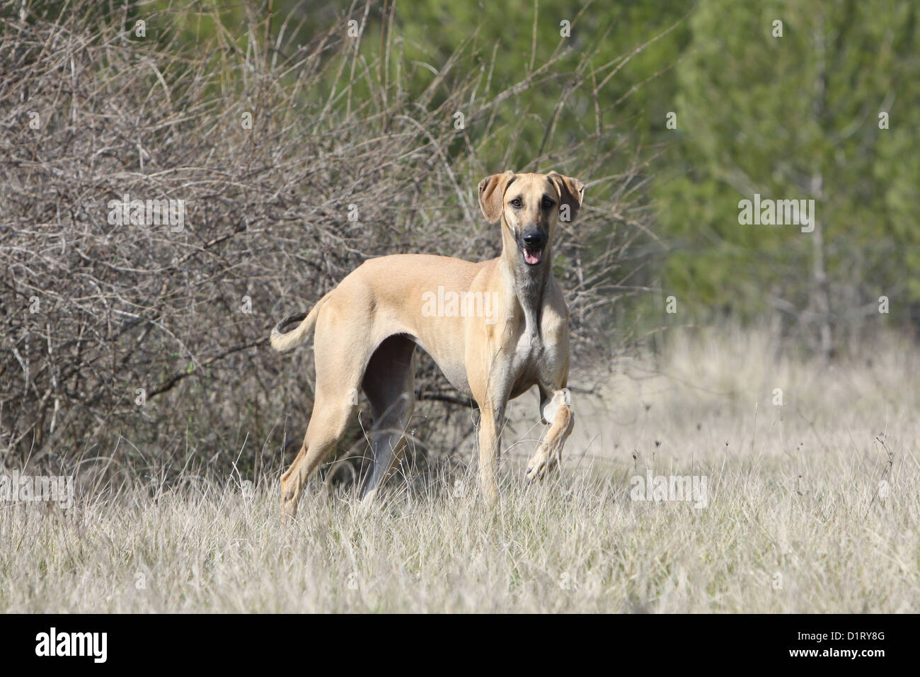 Dog Sloughi / Berber Greyhound adult standing paw raised Stock Photo ...