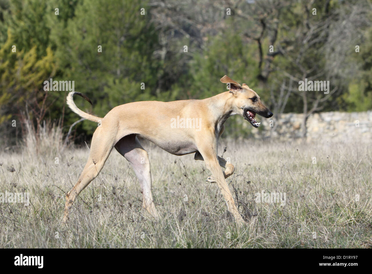 Berber greyhound hi-res stock photography and images - Alamy