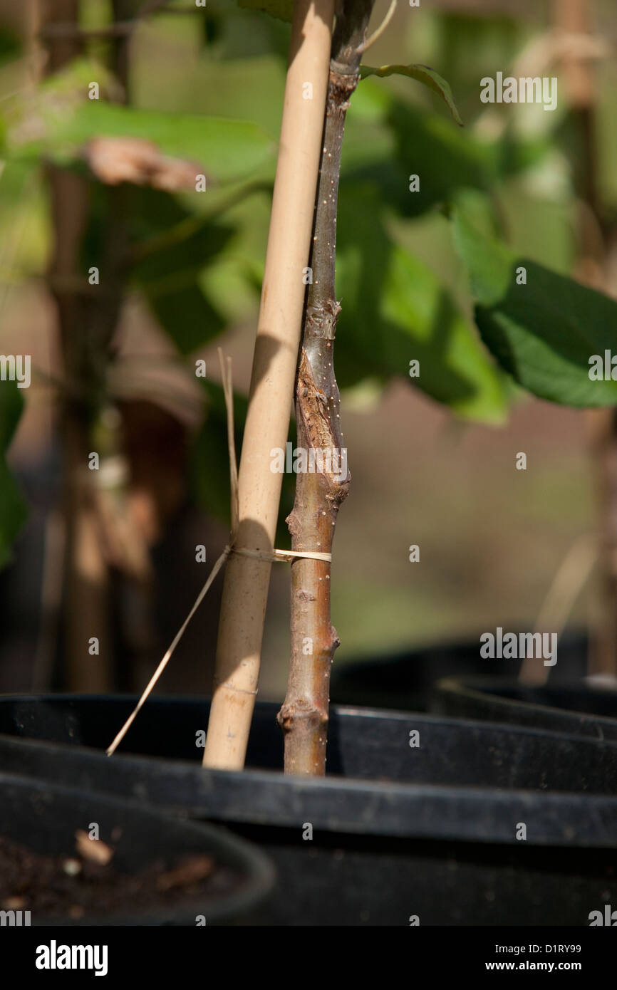 Grafting apple tree hi-res stock photography and images - Alamy