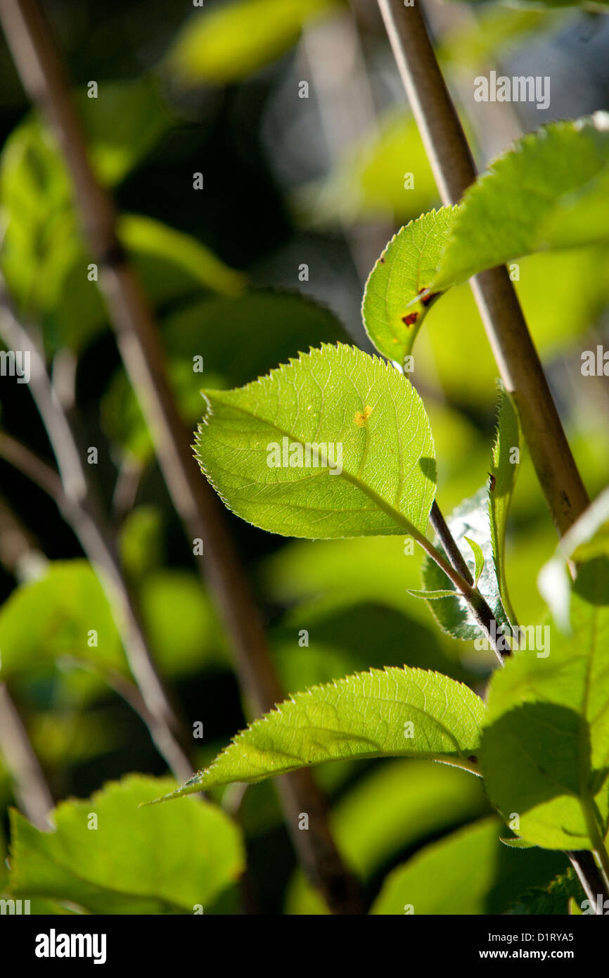 Young Organic Apple Tree Leaves in Orchard Stock Photo - Alamy