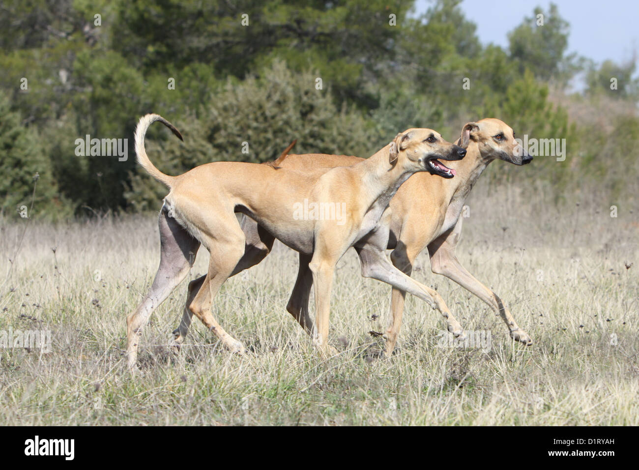 Berber windhund hi-res stock photography and images - Alamy