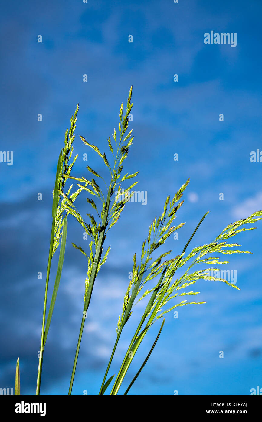 Meadowgrass hi-res stock photography and images - Alamy