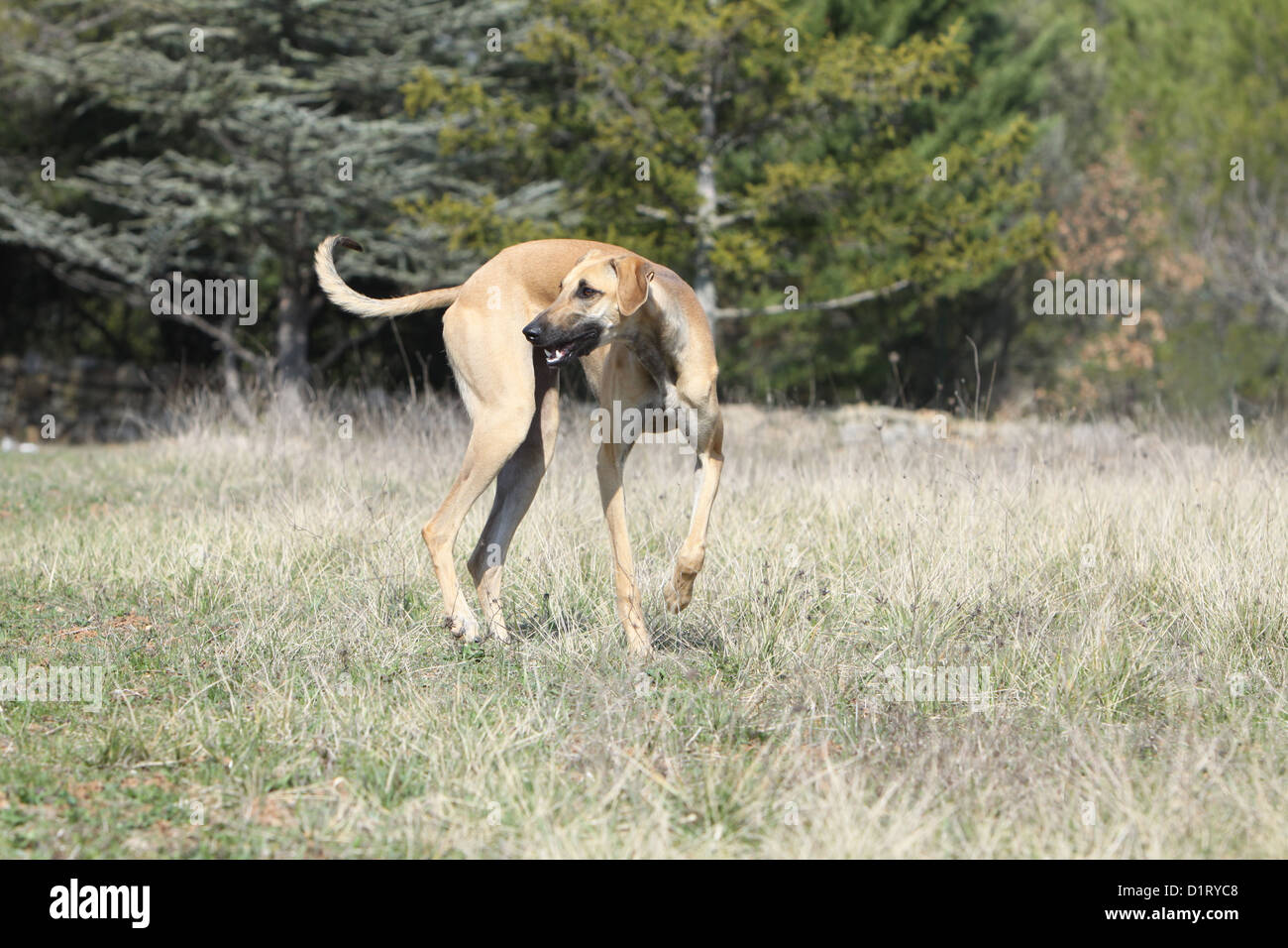 Dog Sloughi / Berber Greyhound adult walking Stock Photo - Alamy