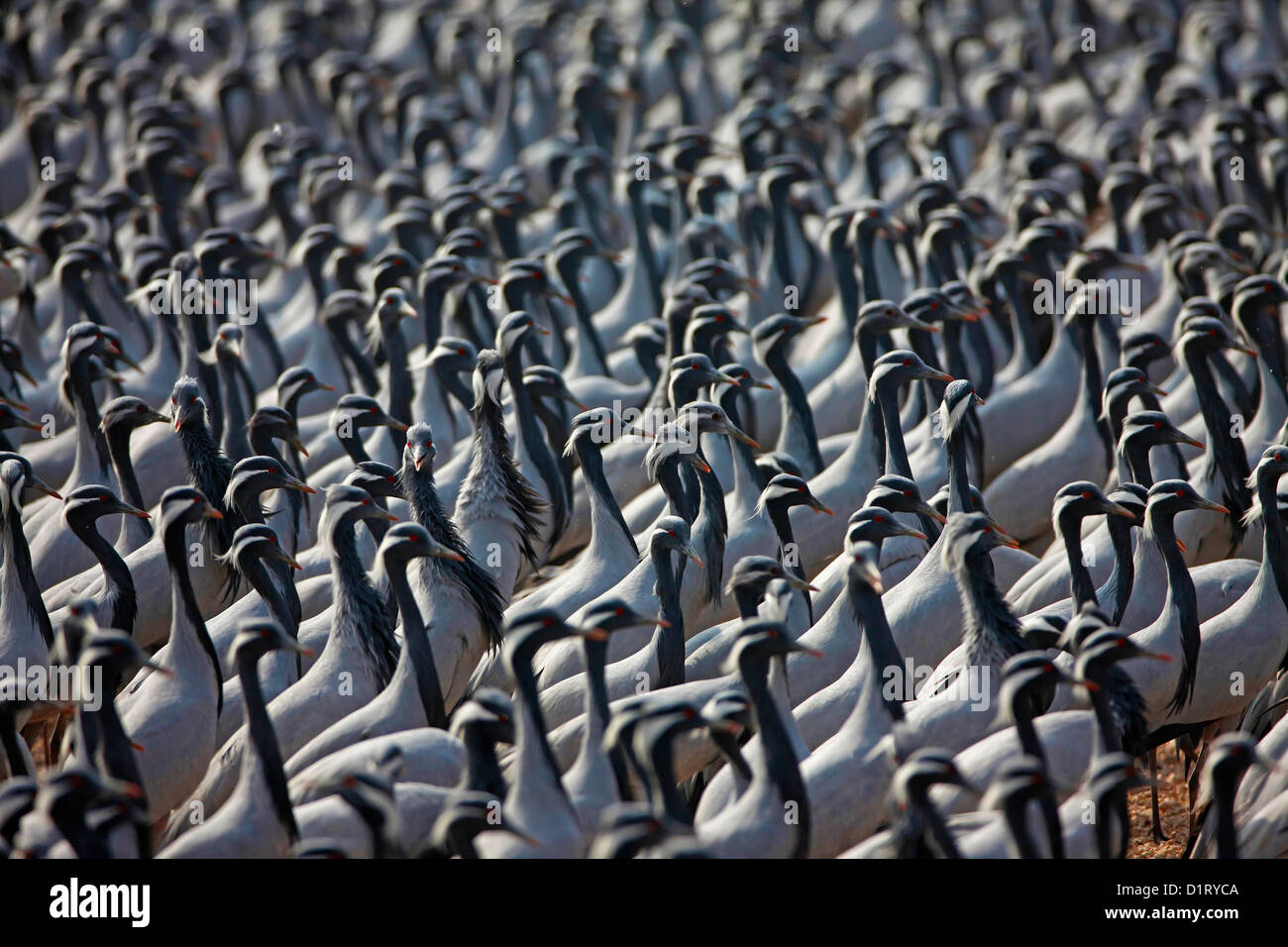 Flock of birds Stock Photo - Alamy