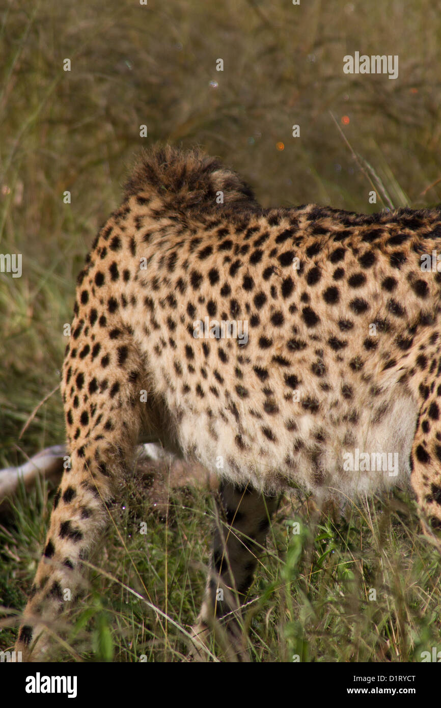 Young cheetah with kill Stock Photo - Alamy