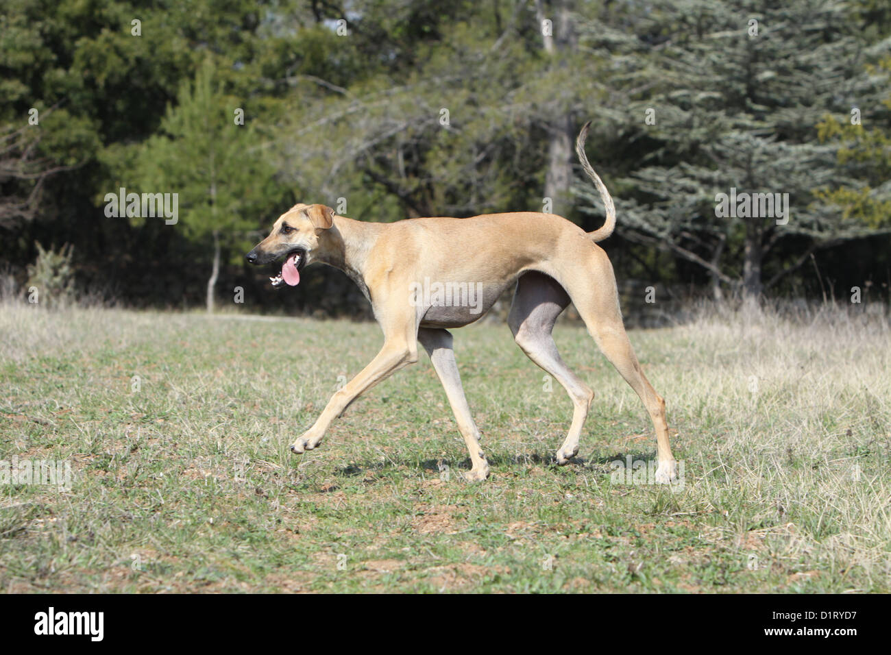 Berber greyhound hi-res stock photography and images - Alamy