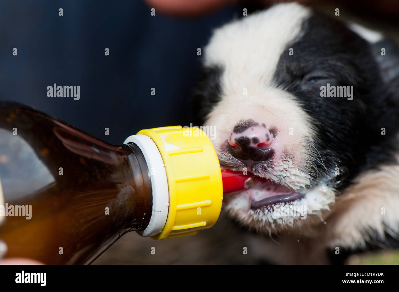 Feeding puppy bottle hi-res stock photography and images - Alamy