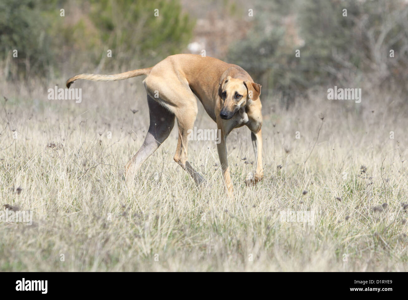Dog Sloughi / Berber Greyhound adult running Stock Photo - Alamy