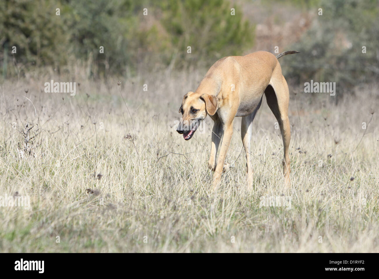 Dog Sloughi / Berber Greyhound adult running Stock Photo - Alamy