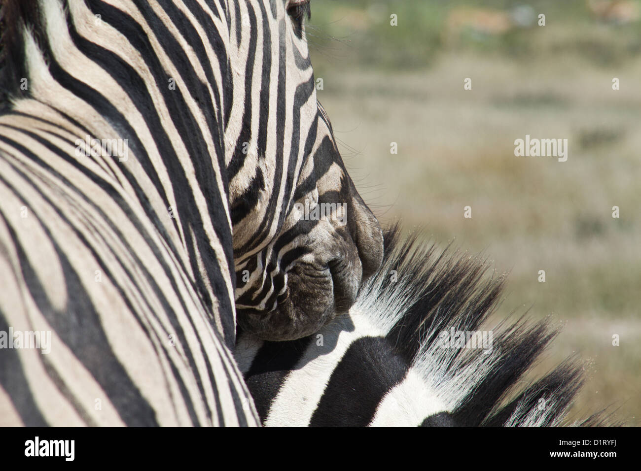 Zebra mane hi-res stock photography and images - Alamy