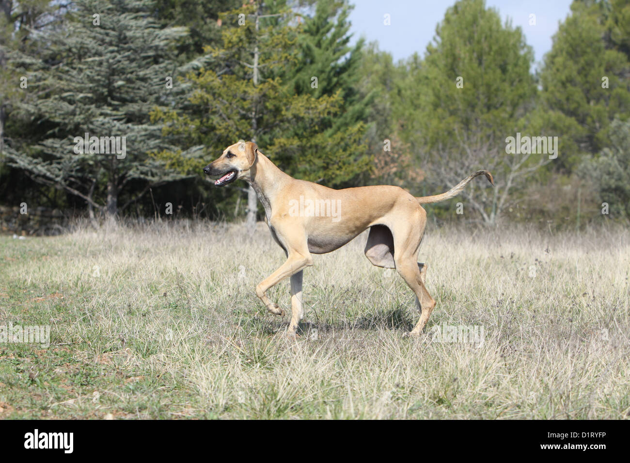 Dog Sloughi / Berber Greyhound adult standing paw raised Stock Photo ...