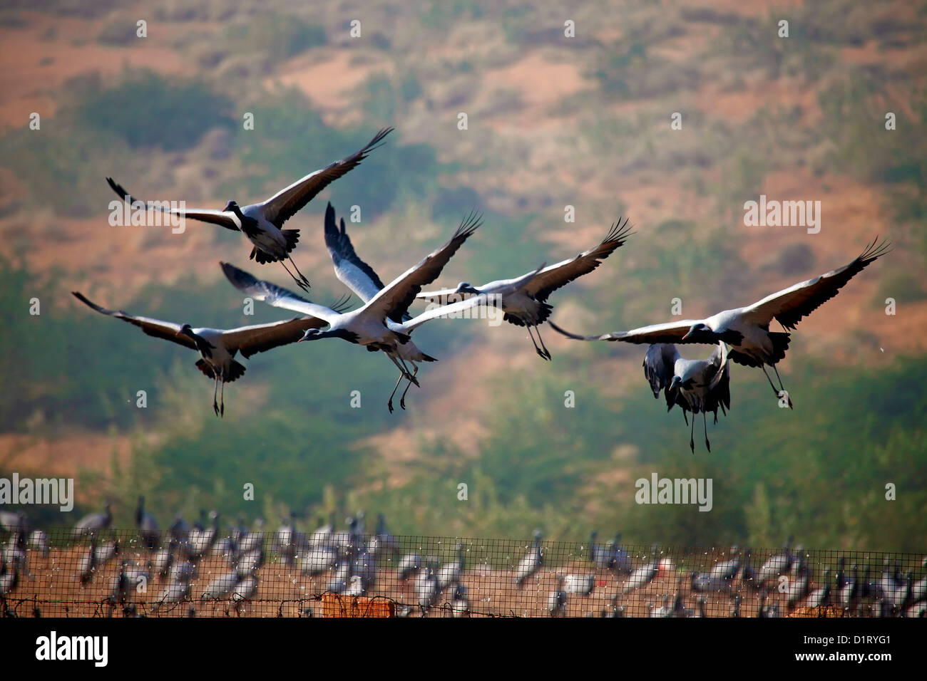Flock of Birds landing Stock Photo - Alamy