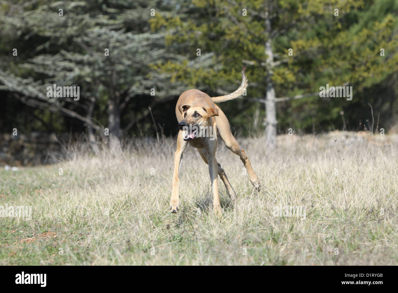 Dog Sloughi / Berber Greyhound adult running Stock Photo - Alamy