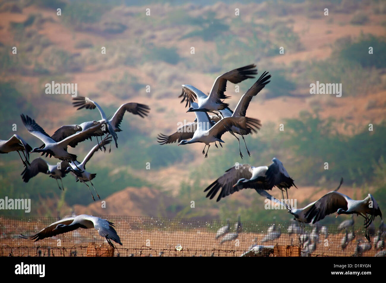 Landing of Birds Stock Photo - Alamy