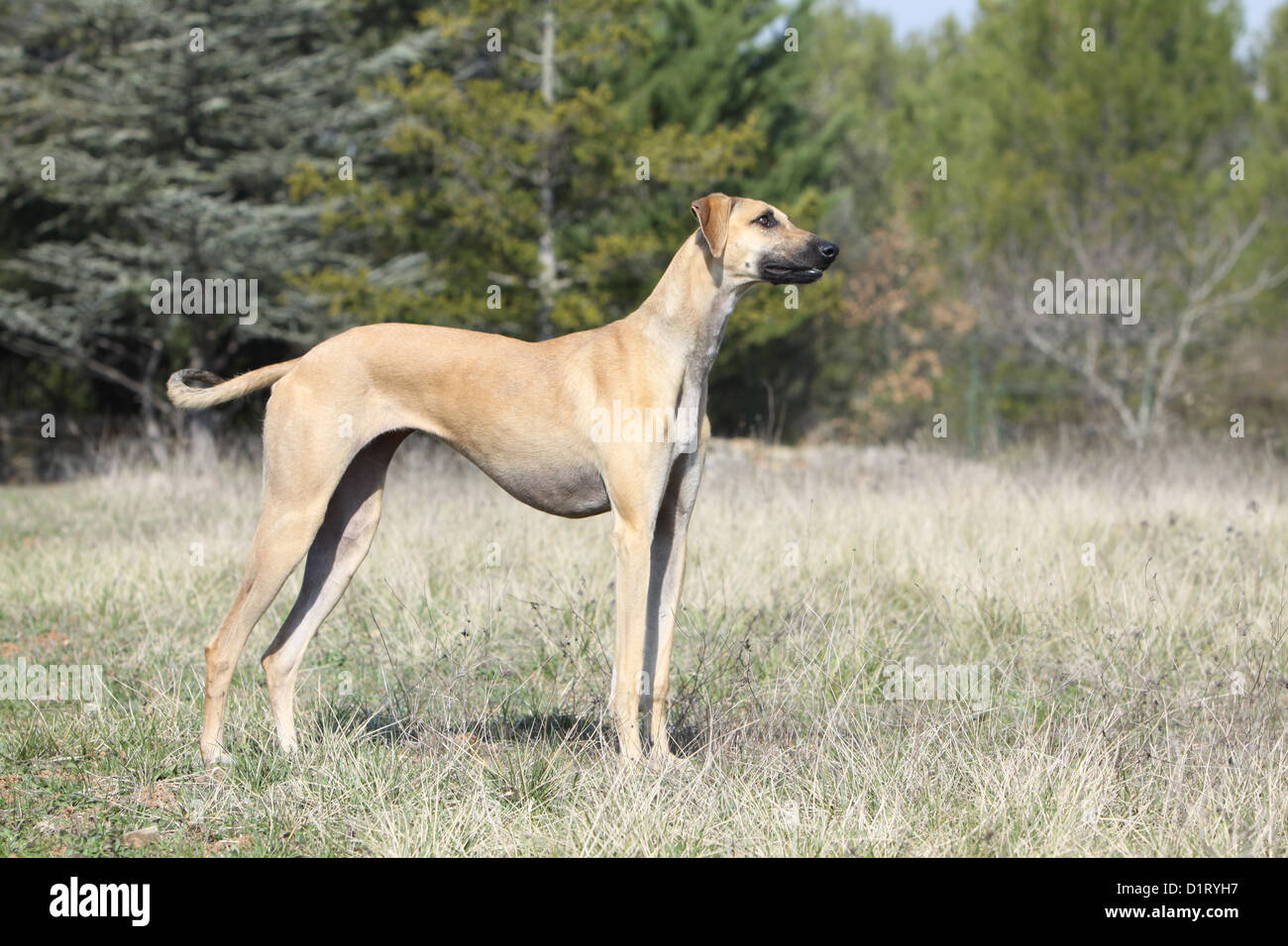 Berber greyhound hi-res stock photography and images - Alamy