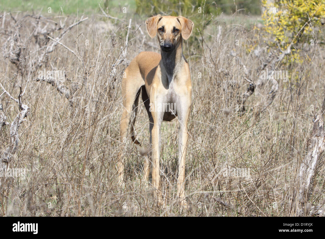 Dog Sloughi / Berber Greyhound adult standing Stock Photo - Alamy