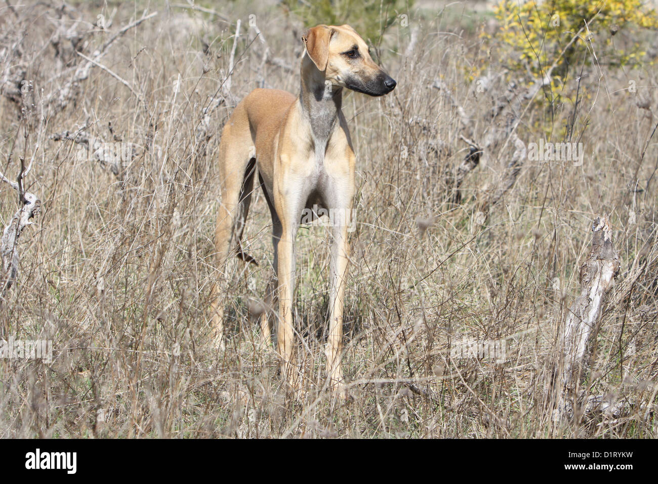 Berber greyhound hi-res stock photography and images - Alamy