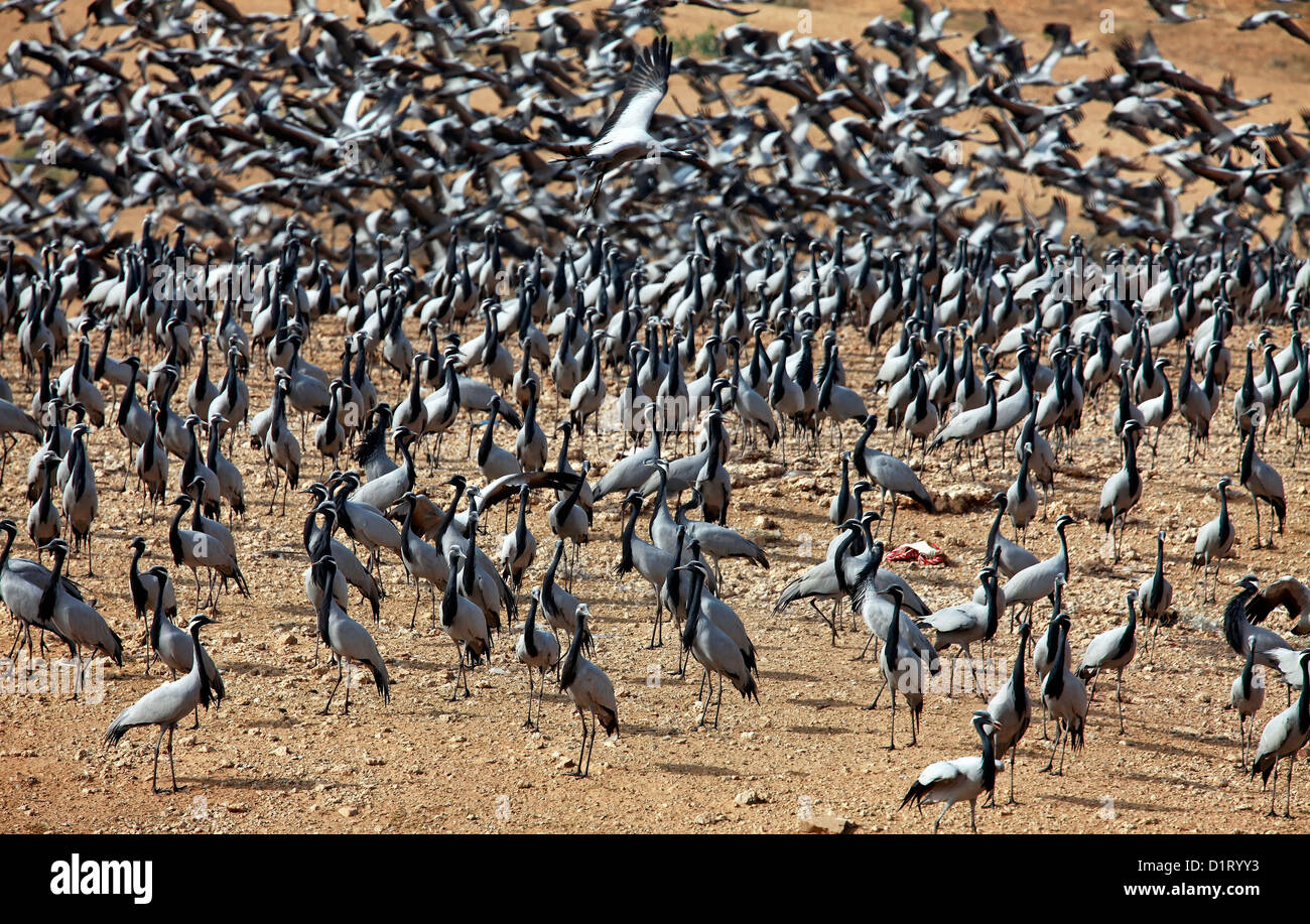 Flock of Birds Stock Photo - Alamy