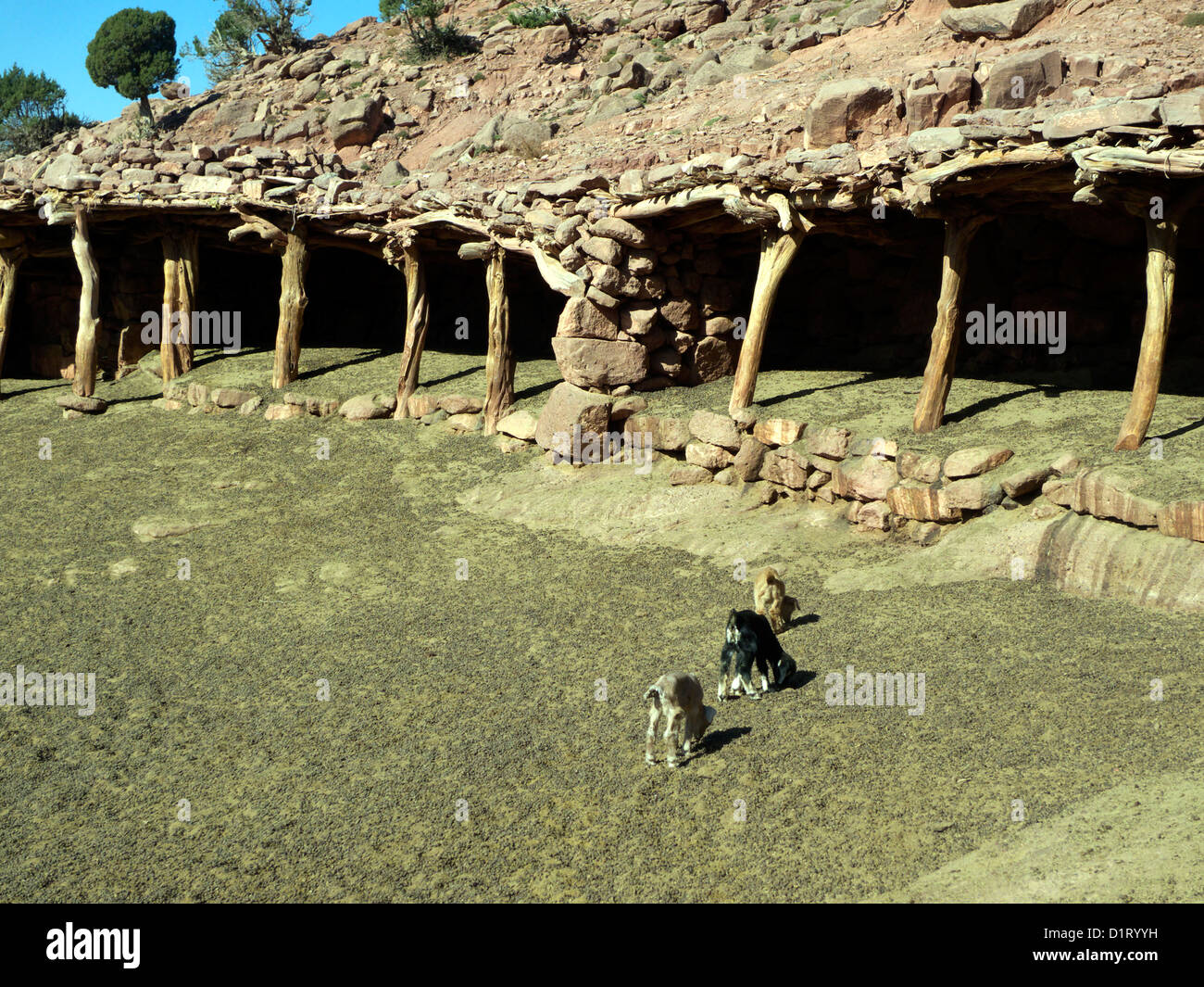 Goat compound shelter hi-res stock photography and images - Alamy