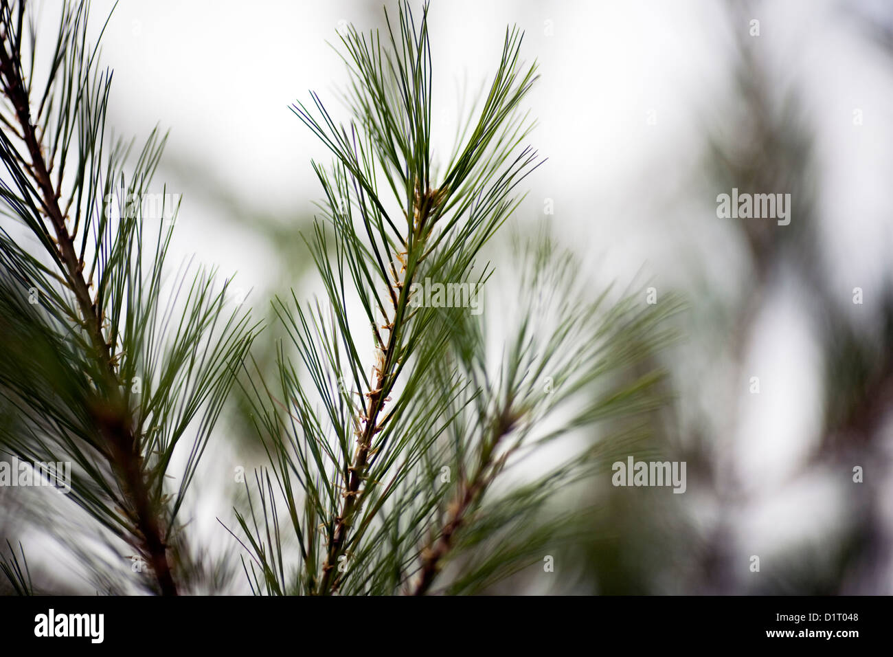 Pine leaf pinus sp leaf hi-res stock photography and images - Alamy
