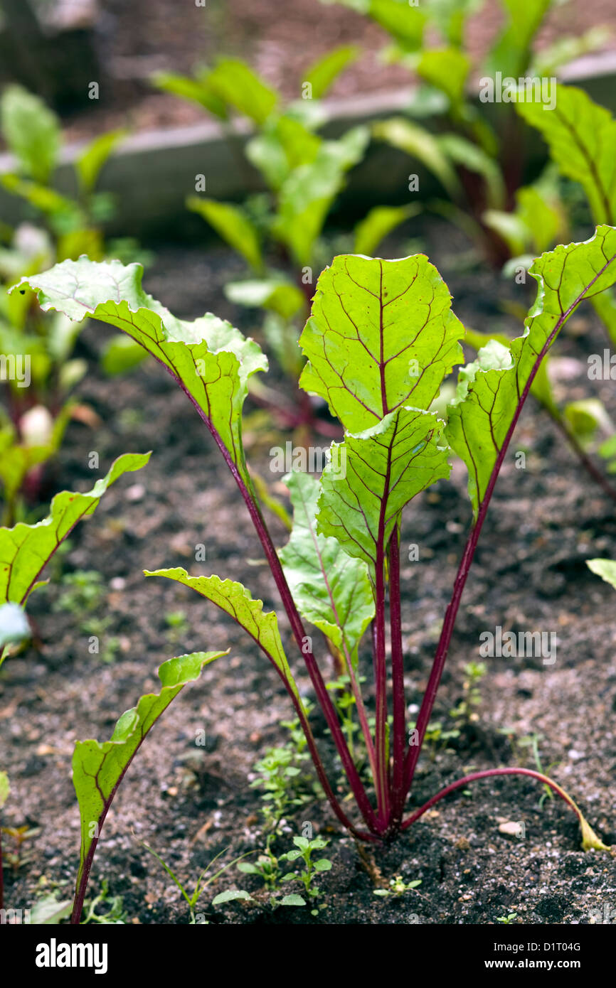 Young Beetroot Growing in the Garden Stock Photo - Alamy