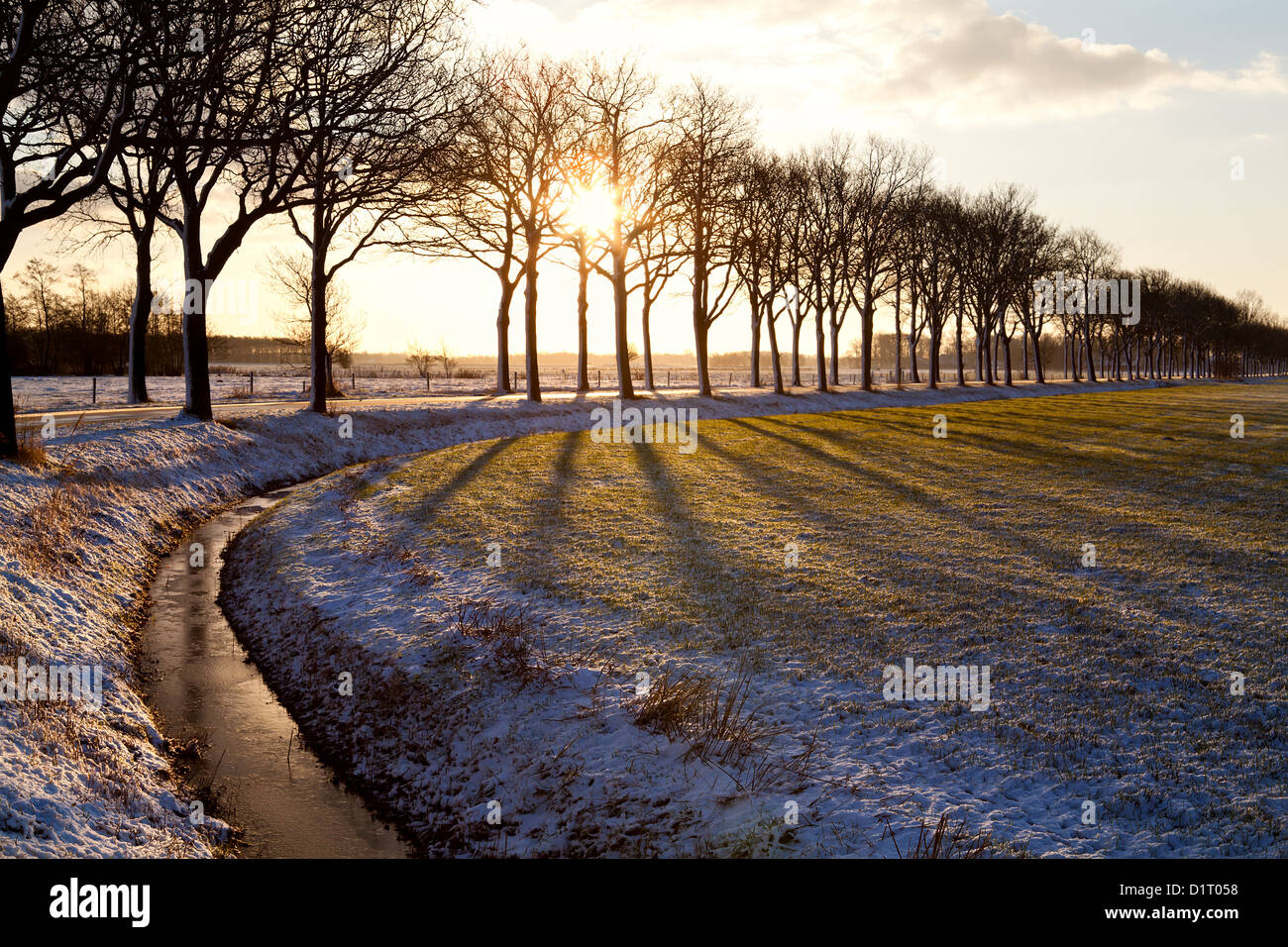 Tree trees cold sunbeams hi-res stock photography and images - Alamy