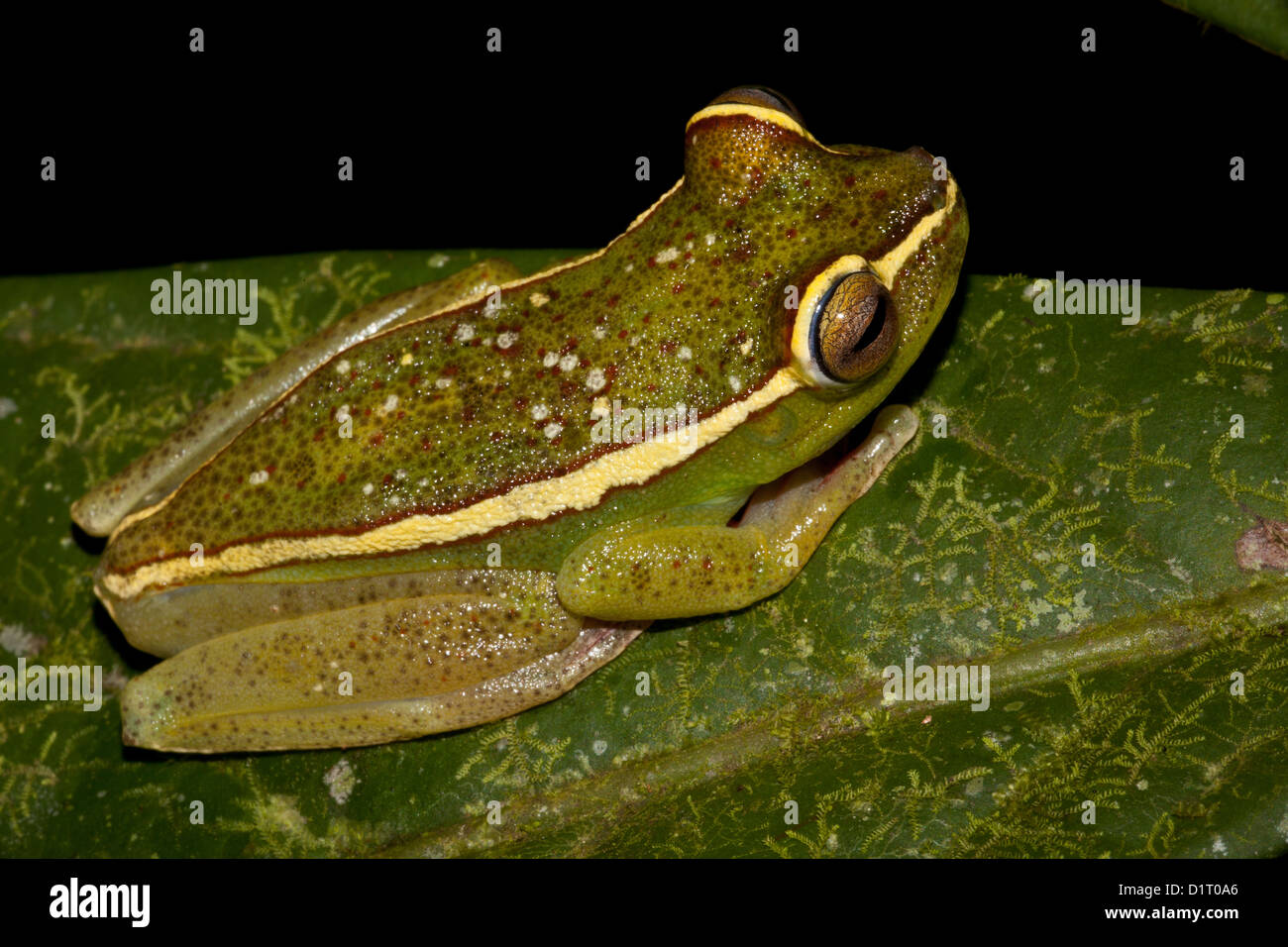 Canal zone tree frog hi-res stock photography and images - Alamy