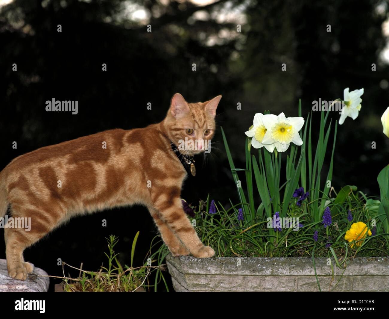 Cat and daffodil hi-res stock photography and images - Alamy