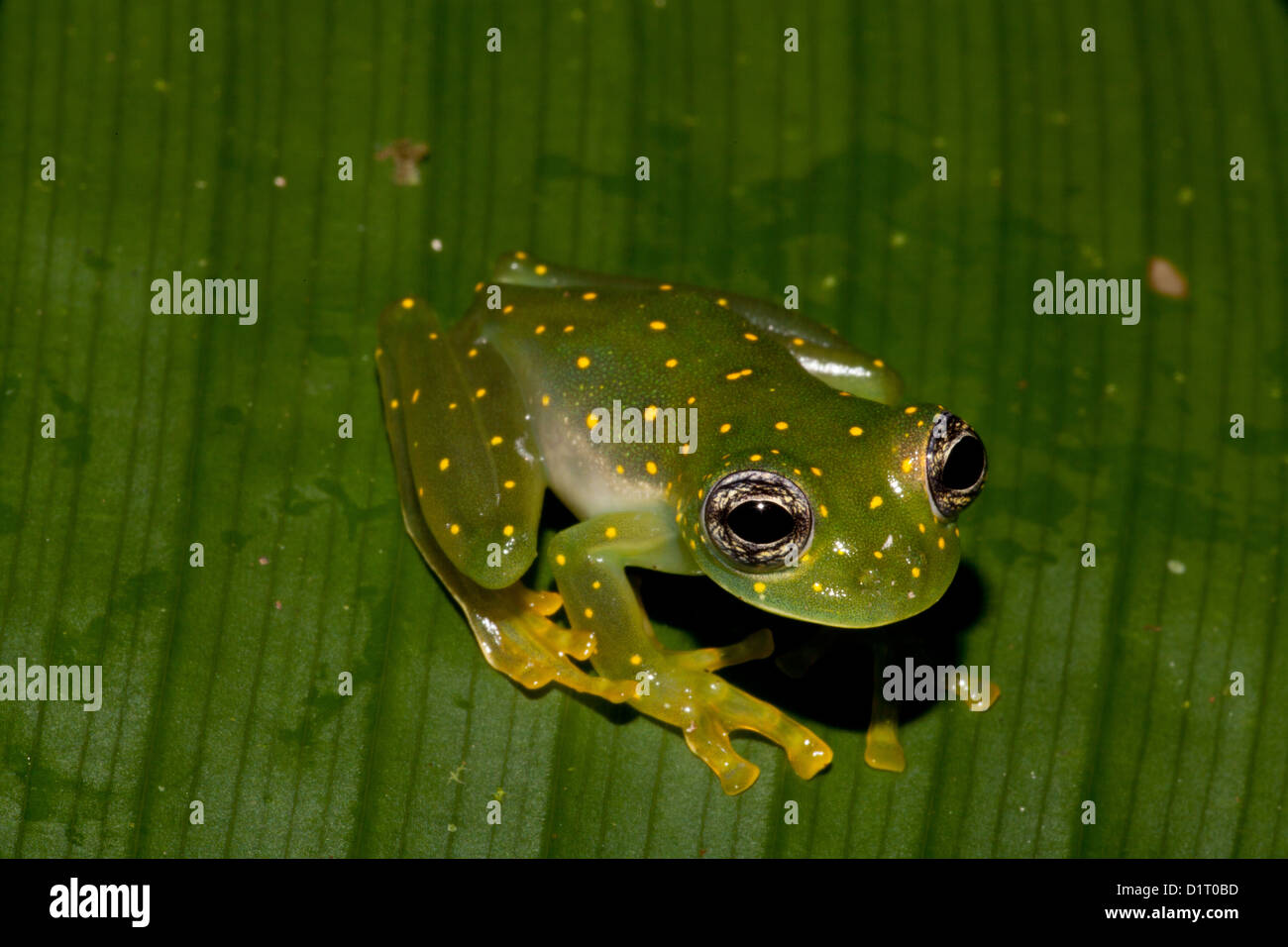 White-spotted cochran frog, (Yellow-flecked glass frog), sci.name ...