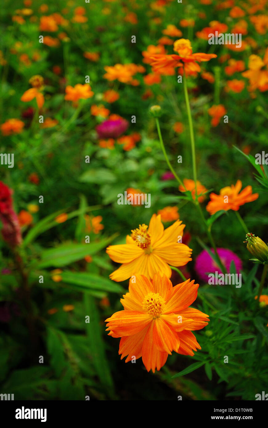 Group of beautiful orange wildflower growing by the open field of green ...
