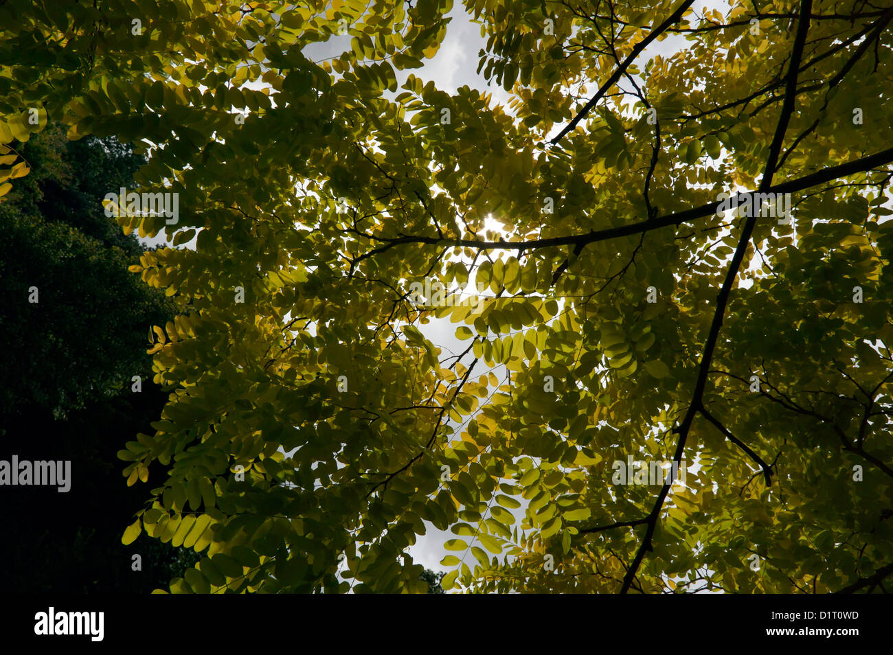 Honey Locust Tree High Resolution Stock Photography and Images - Alamy