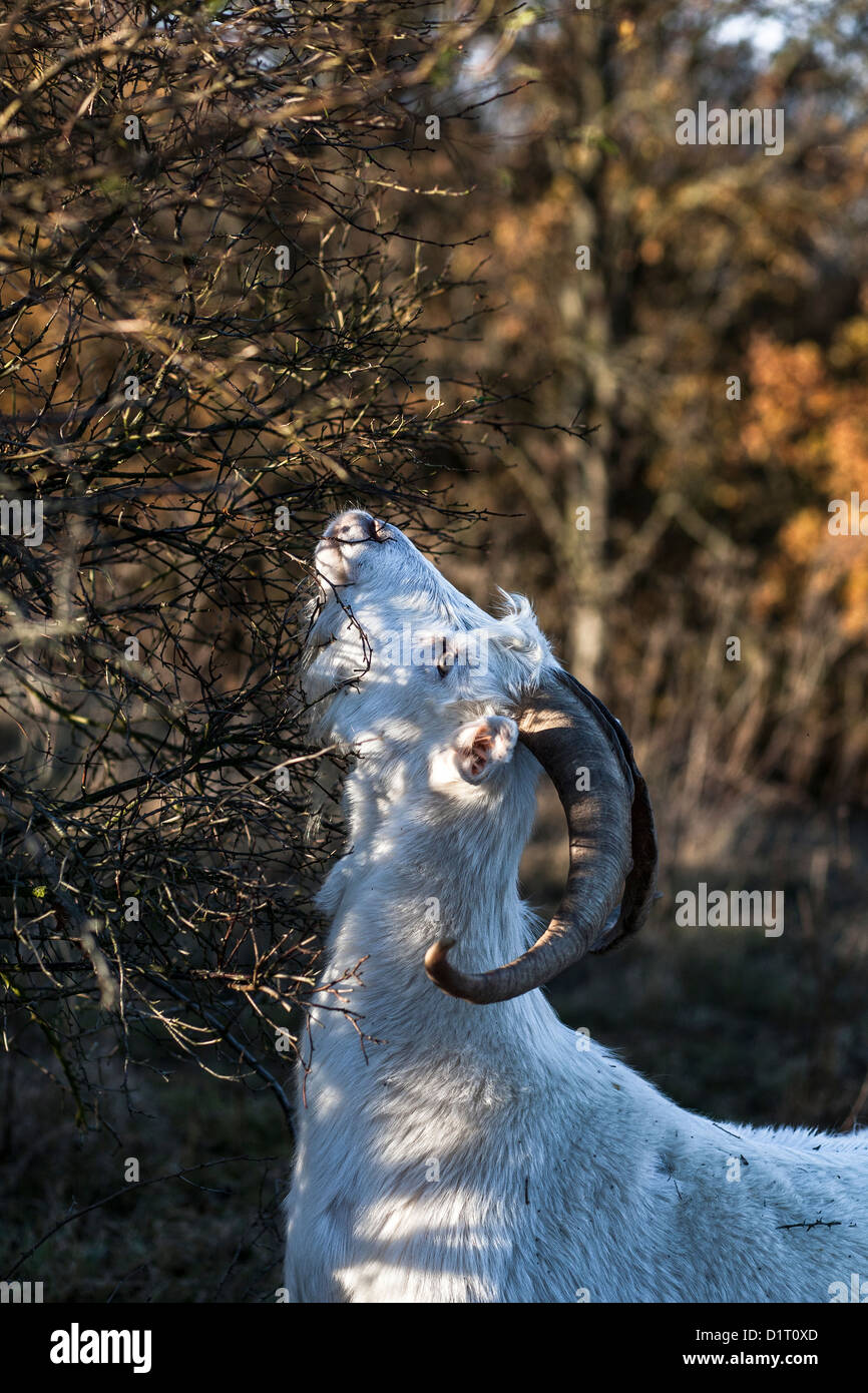 Goats, He goat, Germany Stock Photo - Alamy