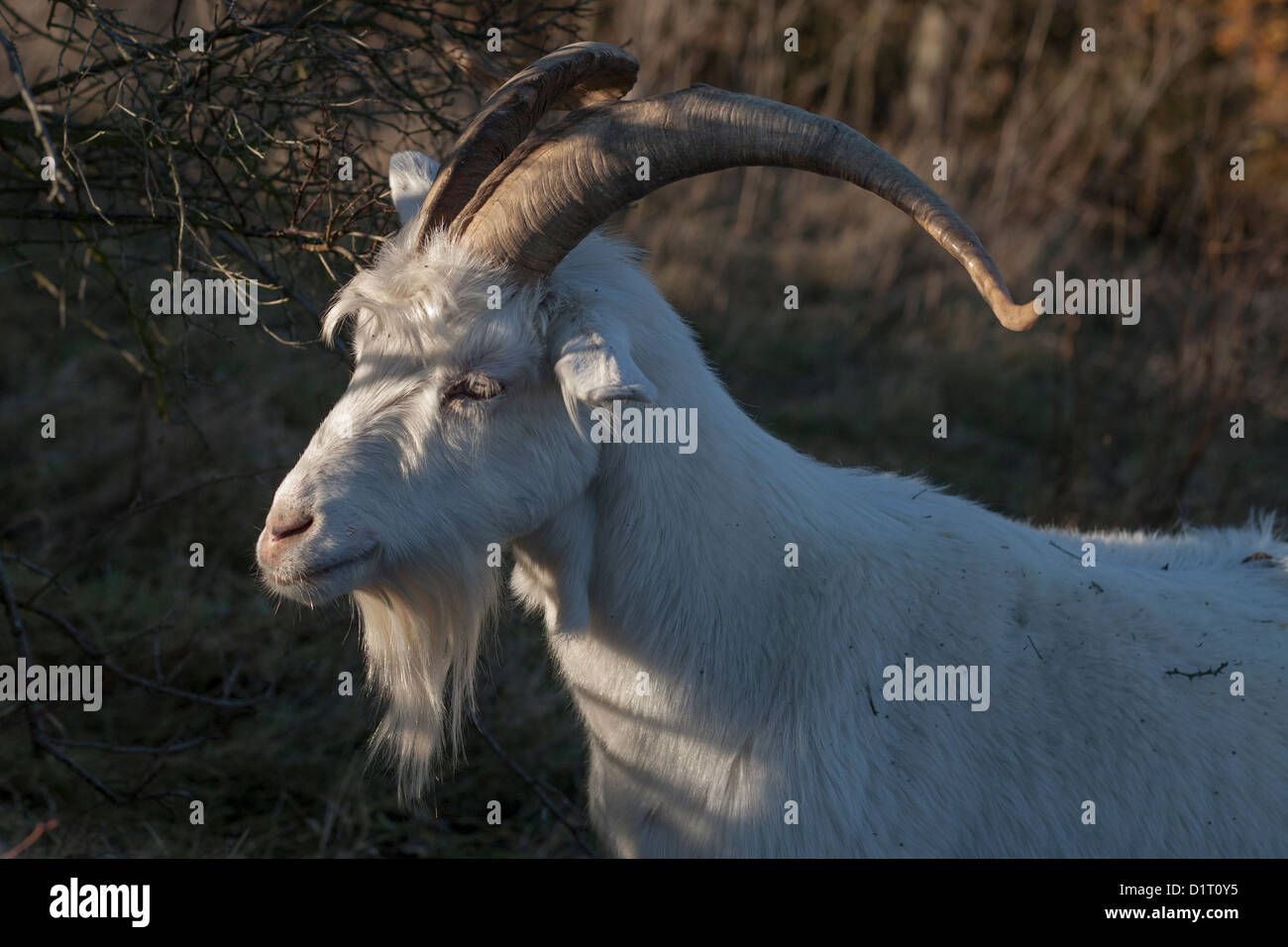 Goats, He goat, Germany Stock Photo - Alamy