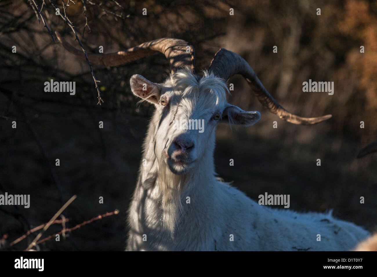 Goats, He goat, Germany Stock Photo - Alamy