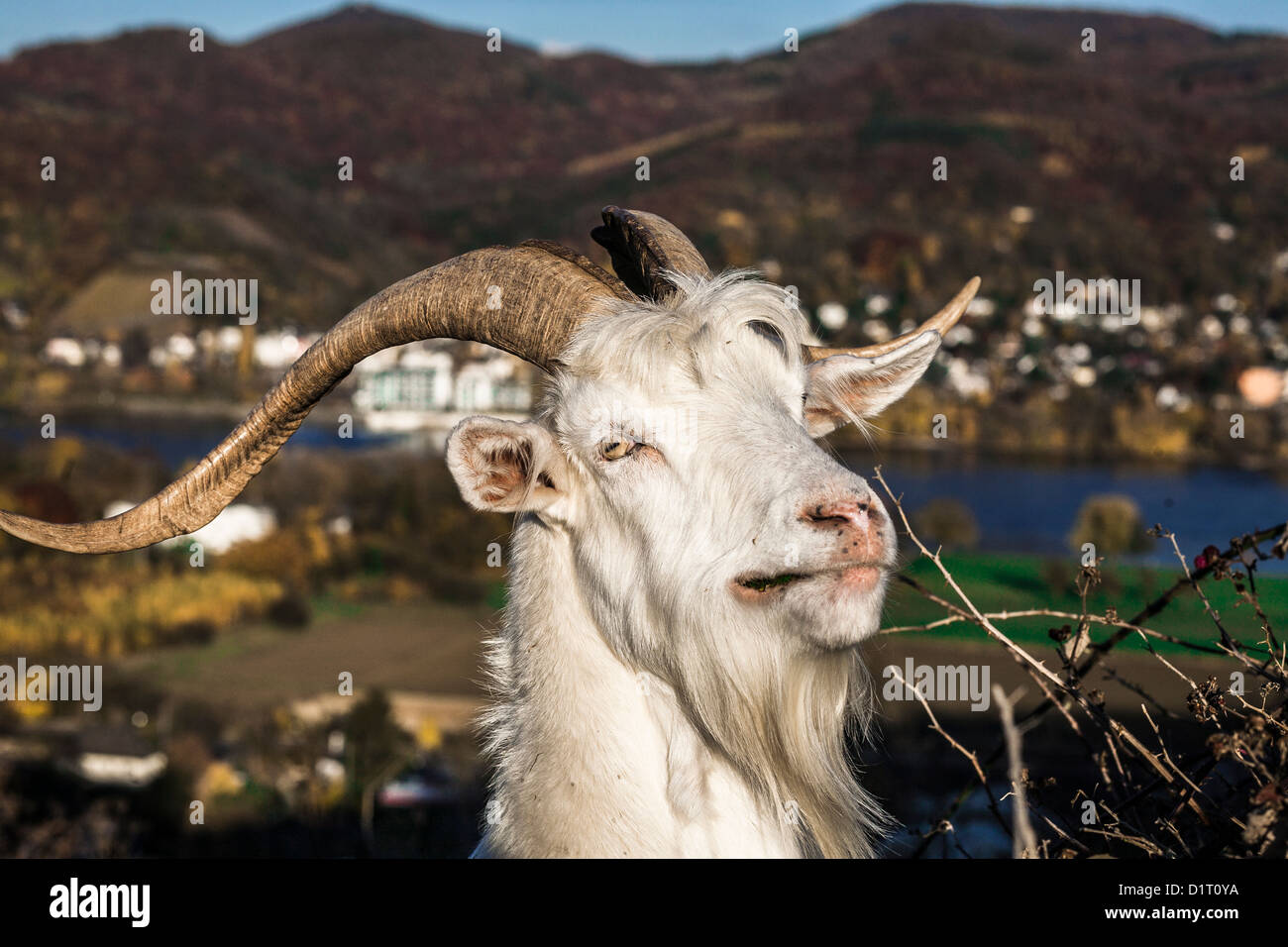 Goats, He goat, Germany Stock Photo - Alamy