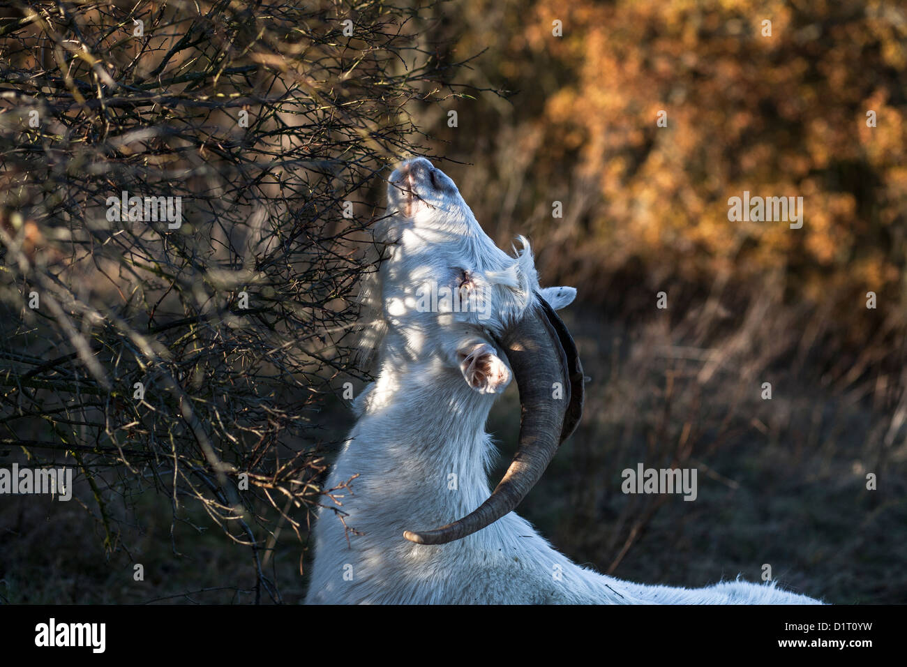 Goats, He goat, Germany Stock Photo - Alamy