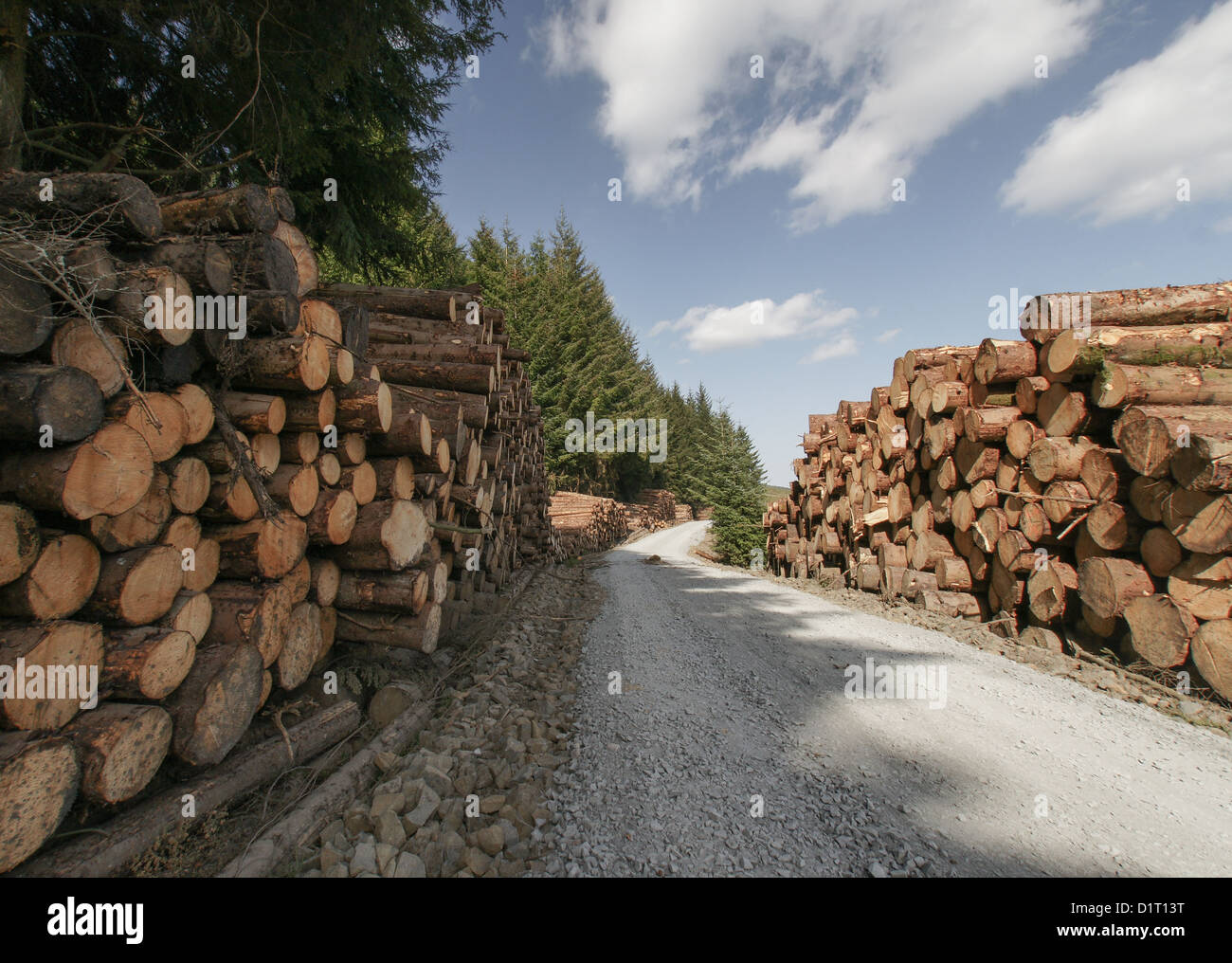 Freshly cut tree logs piled up Stock Photo - Alamy
