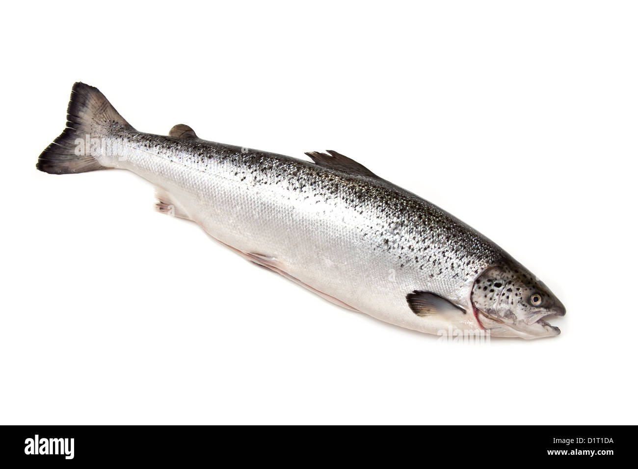 Scottish Atlantic Salmon (Salmo solar) whole, isolated on a white ...