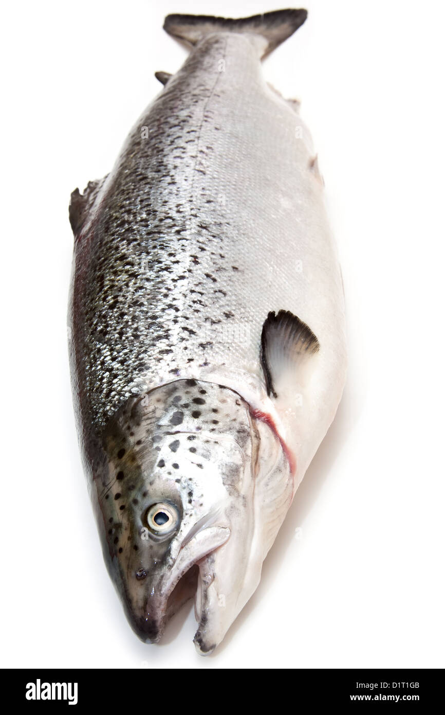 Scottish Atlantic Salmon (Salmo solar) whole, isolated on a white ...