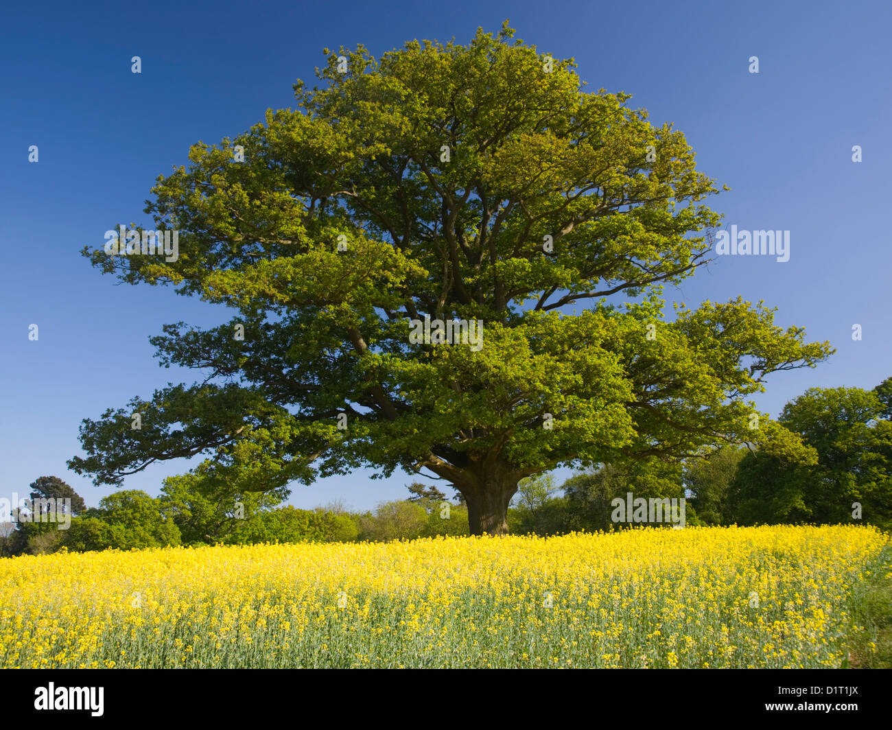 Dormansland, Surrey, England. Common oak tree (Quercus robur) standing ...