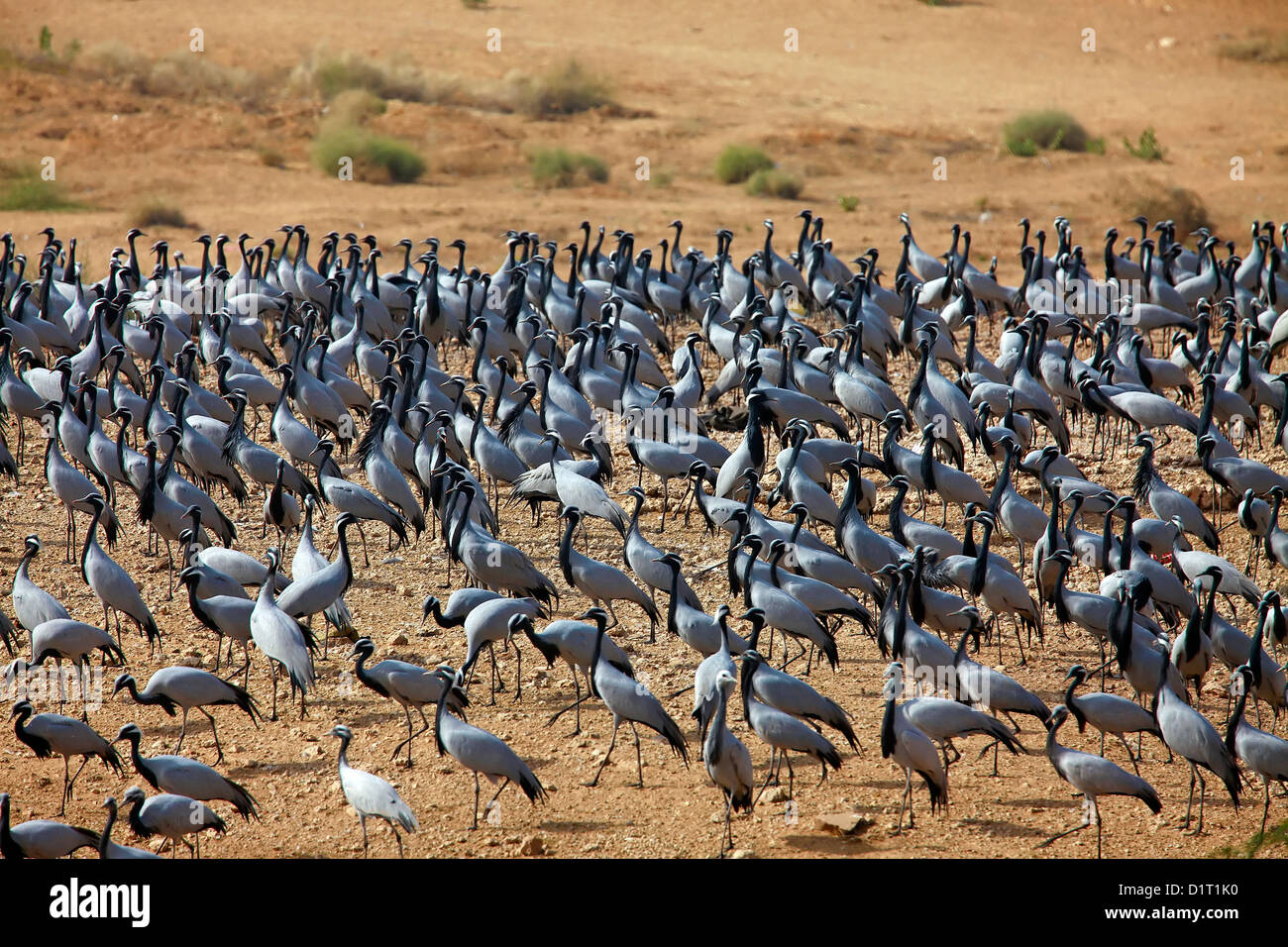 Flock of birds Stock Photo - Alamy