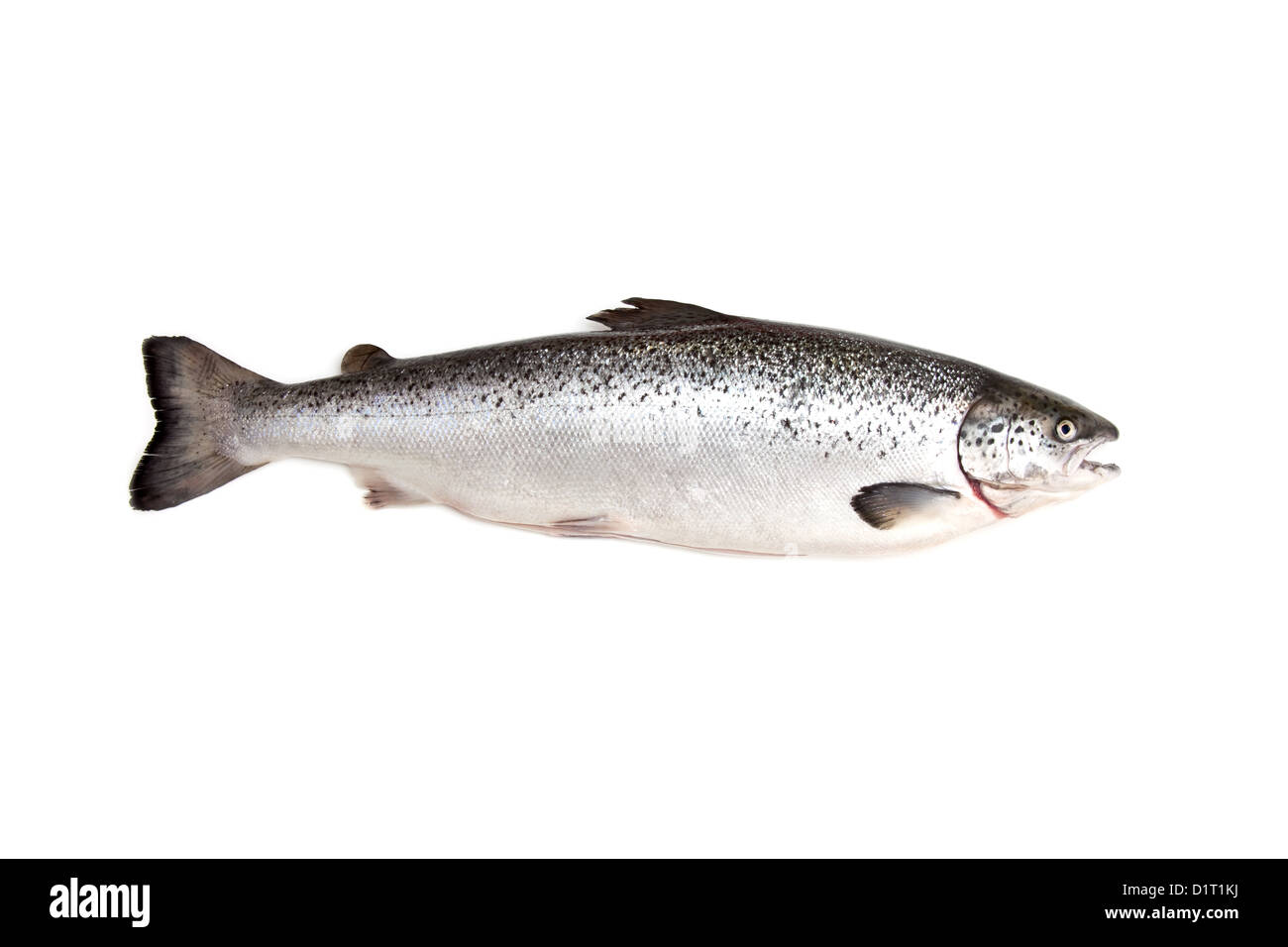 Scottish Atlantic Salmon (Salmo solar) whole, isolated on a white ...
