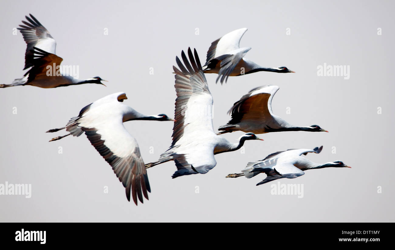 Birds touching hi-res stock photography and images - Alamy