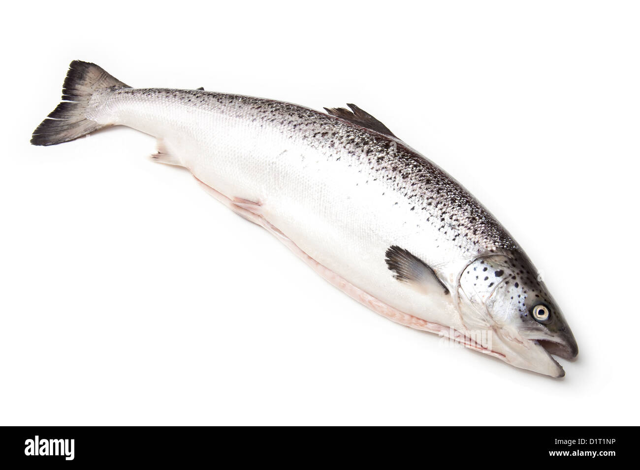 Scottish Atlantic Salmon (Salmo solar) whole, isolated on a white ...