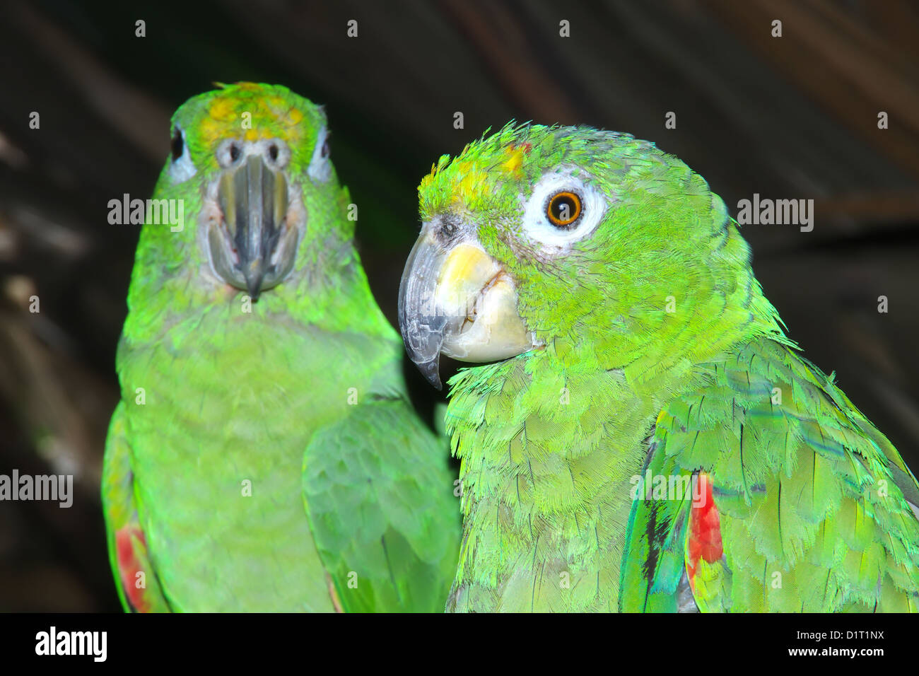Amazon parrots hi-res stock photography and images - Alamy